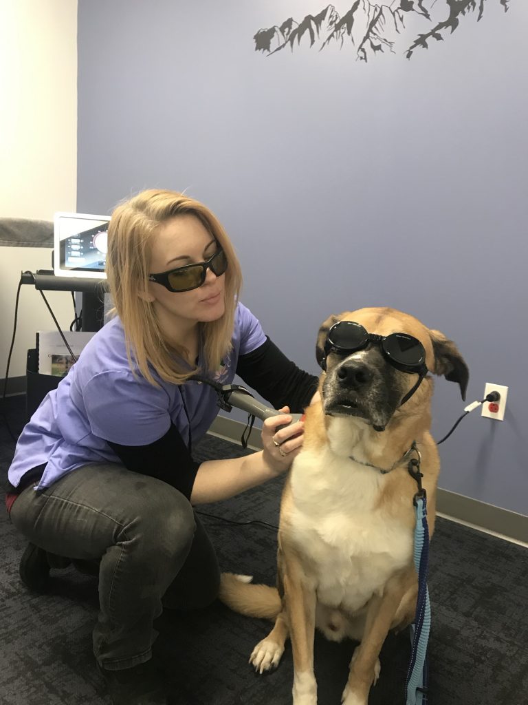 Photobiomodulation | Balance Veterinary Center